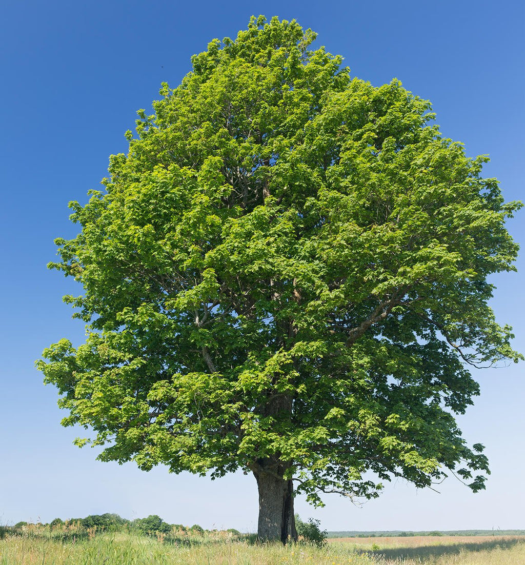 Ahornholz in der Holzverarbeitung: Ein umfassender Leitfaden für Woodw ...